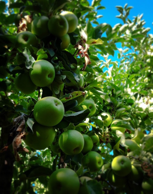 California’s Orchard Country in Apple Hill